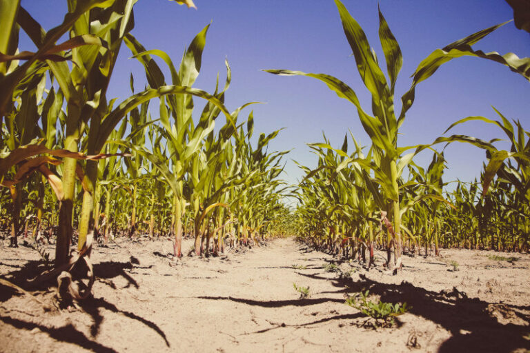 Eco-Friendly Farming Practices – CIPRO News